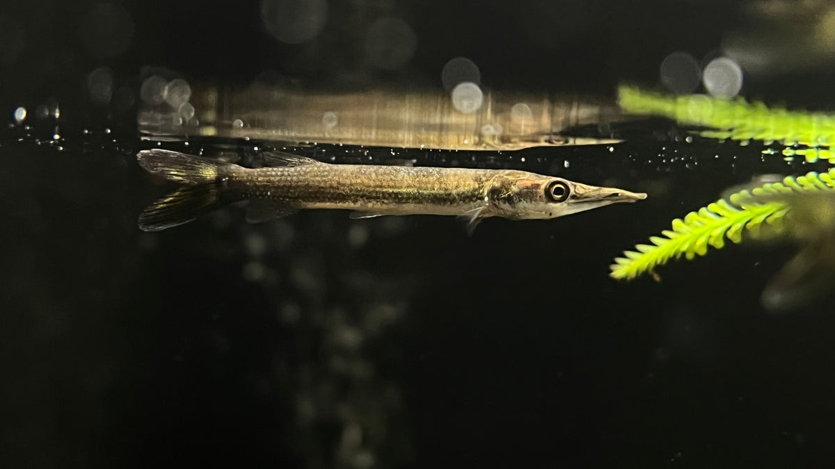 South American Silver Gar (Ctenolucius hujeta) – The Waterfront SLC