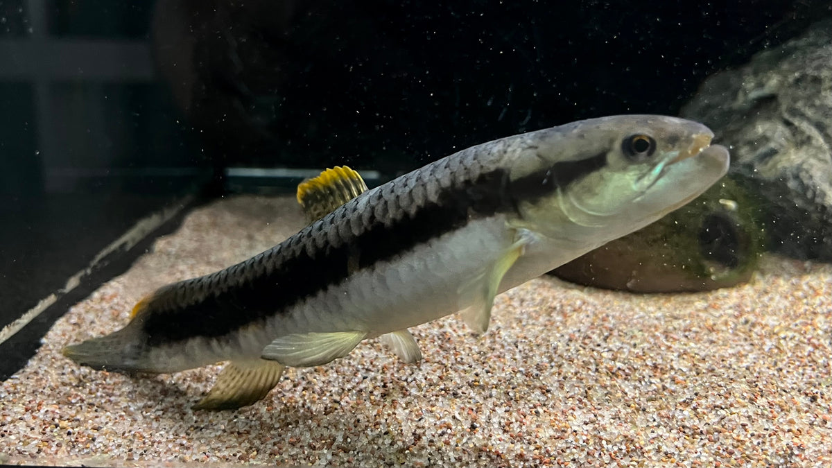 Red Wolf Fish (Erythrinus erythrinus) - Large – The Waterfront SLC