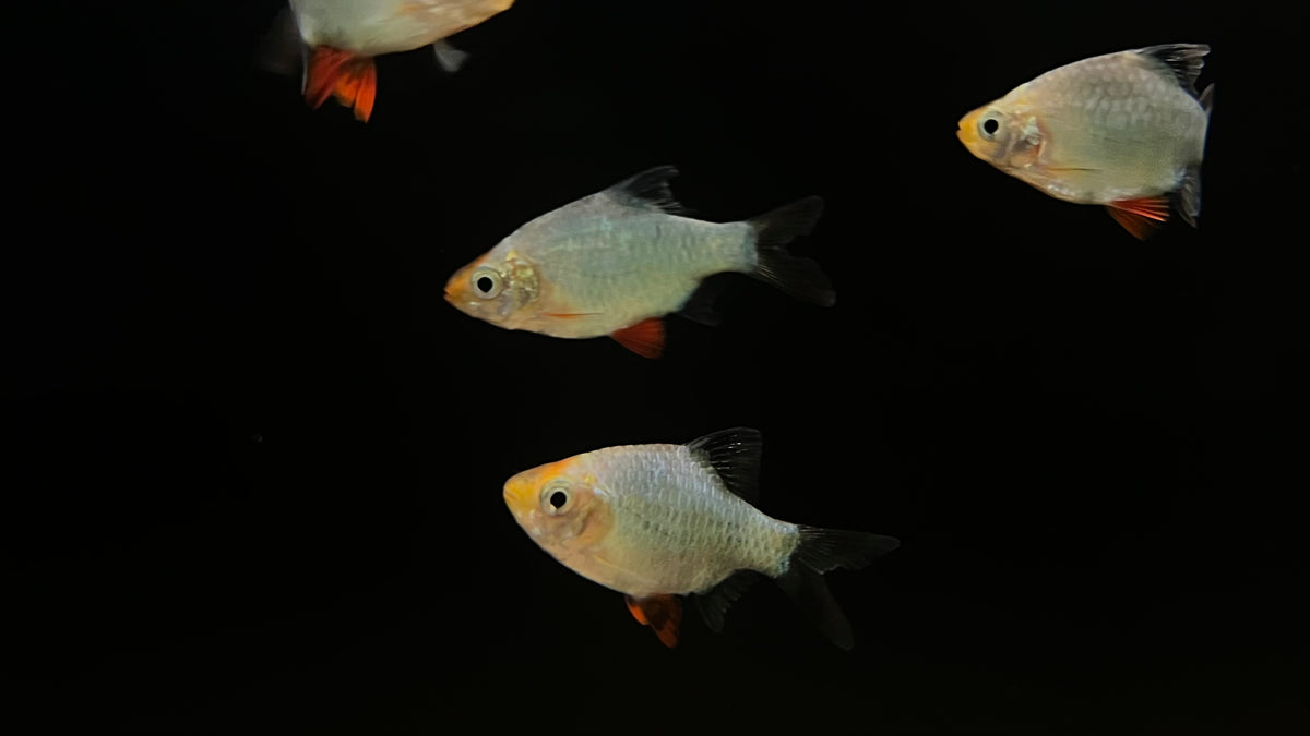 Platinum Green Tiger Barb (Puntius tetrazona) – The Waterfront SLC