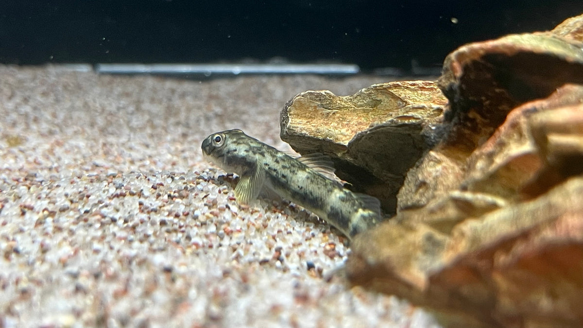 African Algae Eating Goby (Parasicydium bandama) – The Waterfront SLC