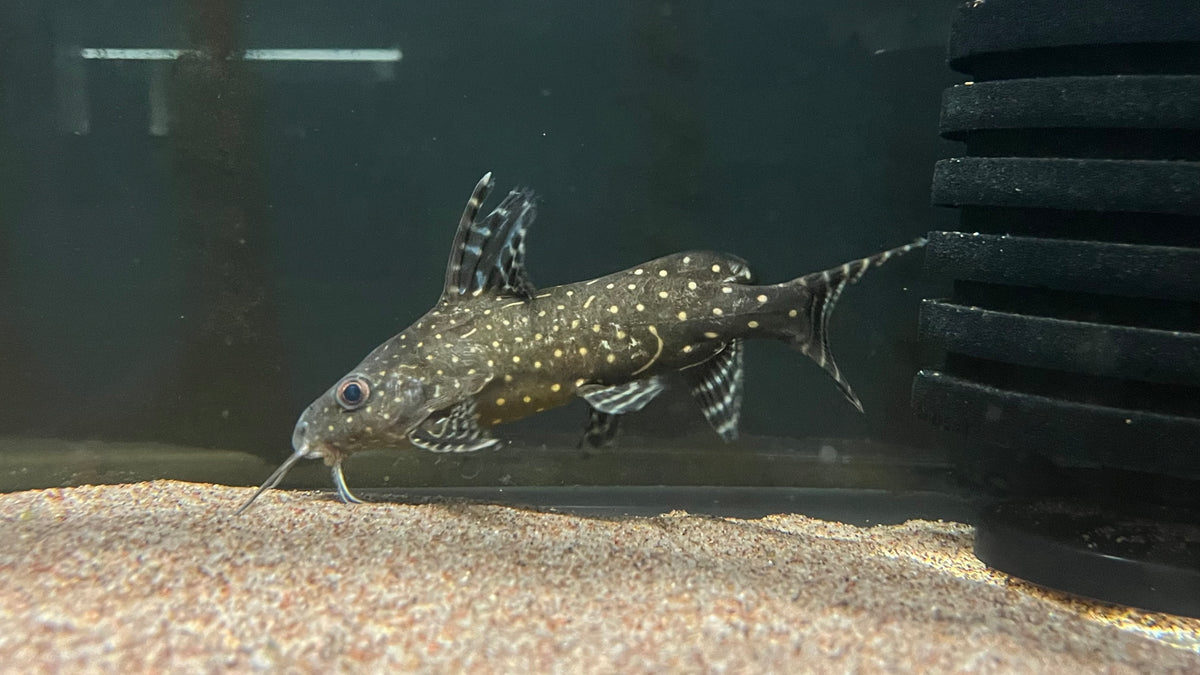 Synodontis angelicus – The Waterfront SLC