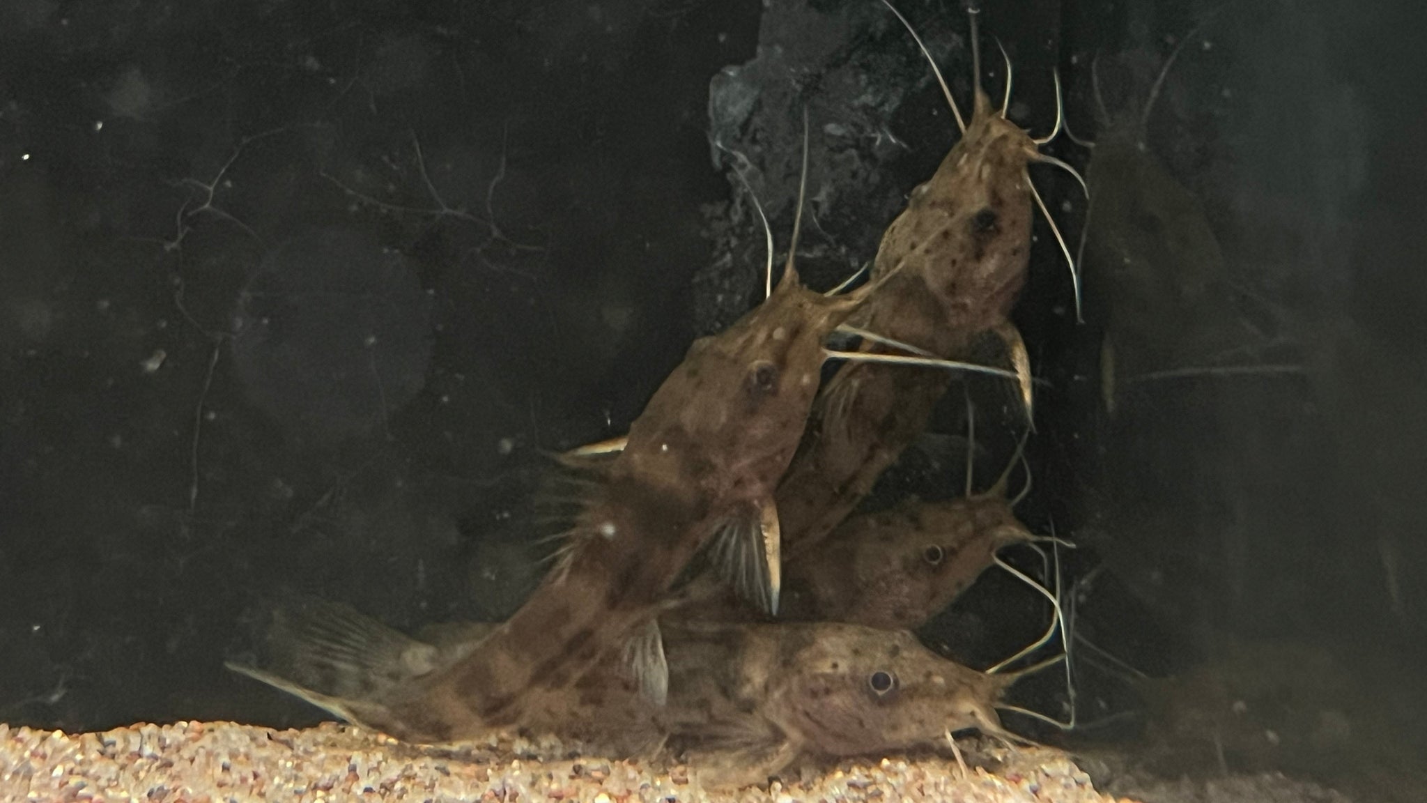 Dwarf Giraffe Catfish (Notoglanidium macrostoma) – The Waterfront SLC
