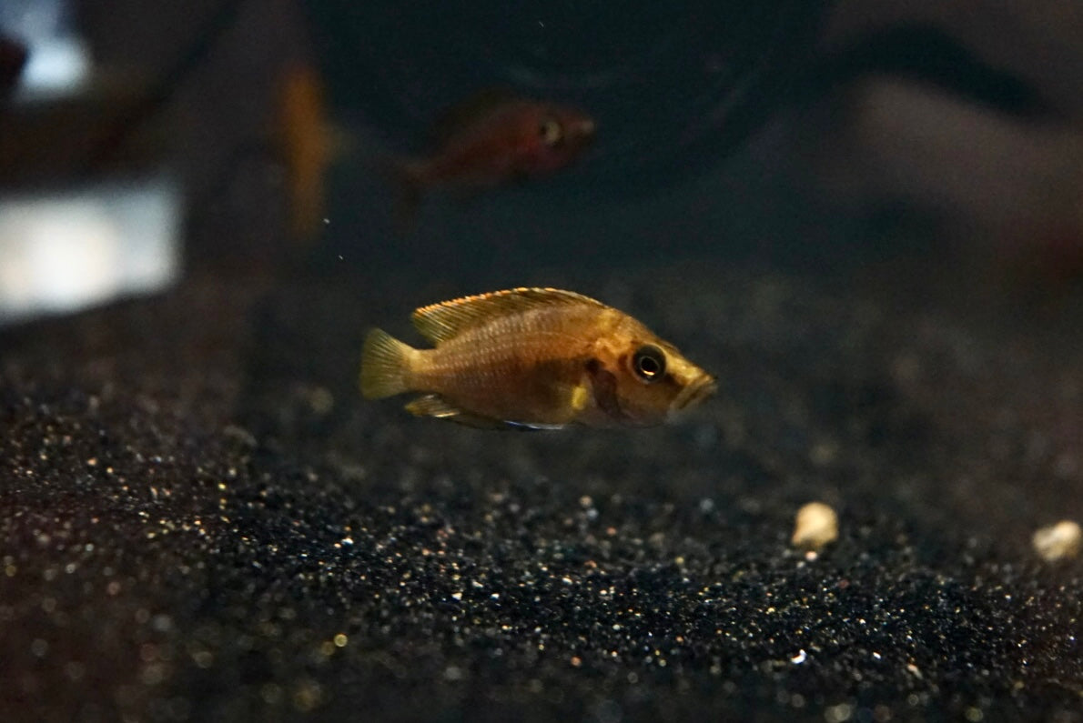 Super Compressicep (Altolamprologus compressiceps) – The Waterfront SLC