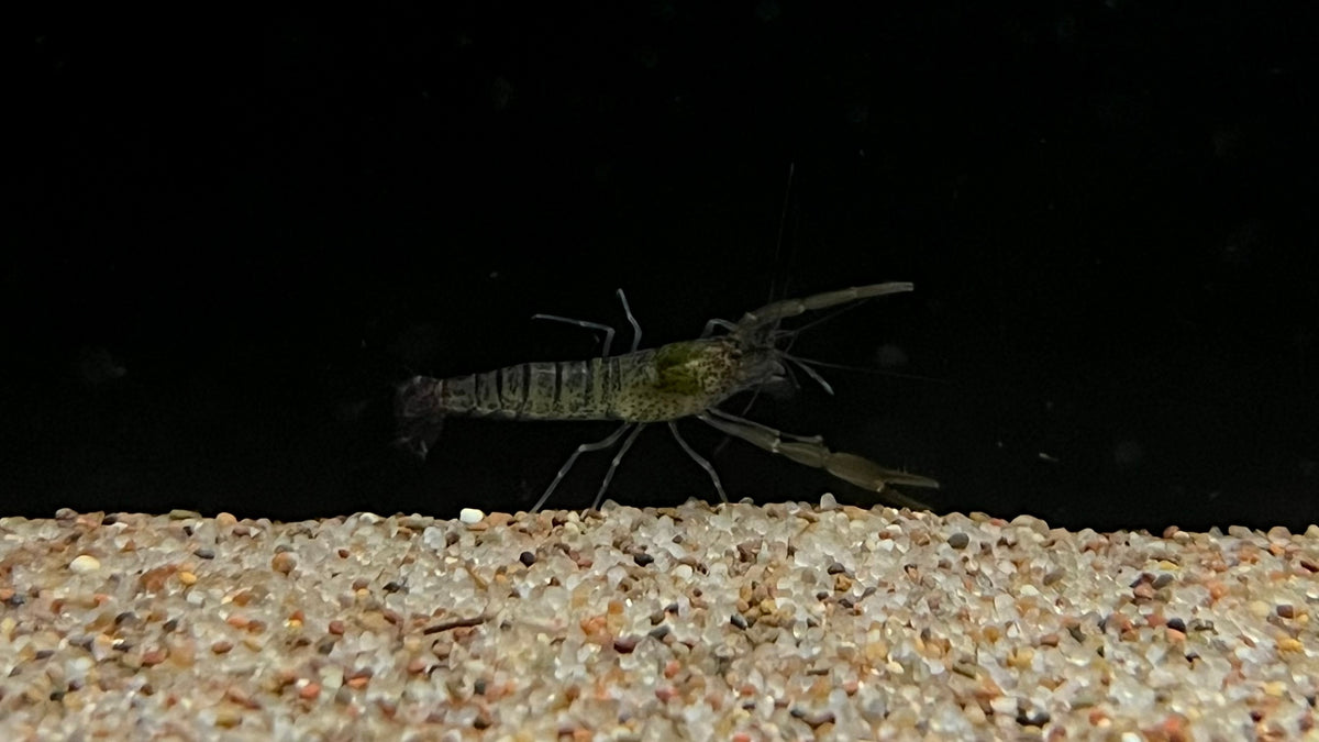 Amazon Tiger Shrimp (Euryrhynchus amazoniensis) – The Waterfront SLC