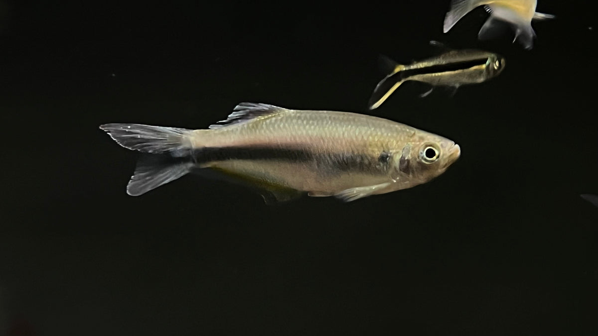Blue Peruvian Tetra (Hyphessobrycon margitae) – The Waterfront SLC
