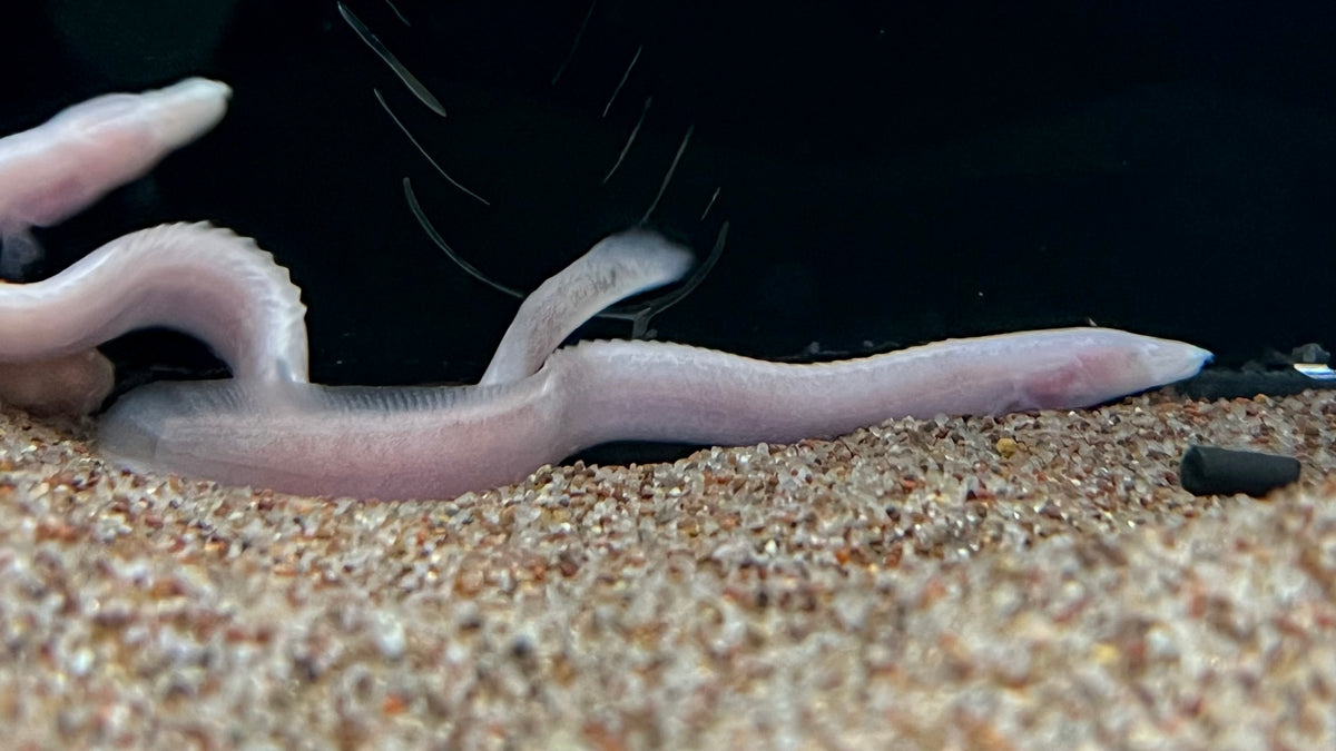 Blind Spiny Eel (Caecomastacembelus brichardi) - RARE – The Waterfront SLC