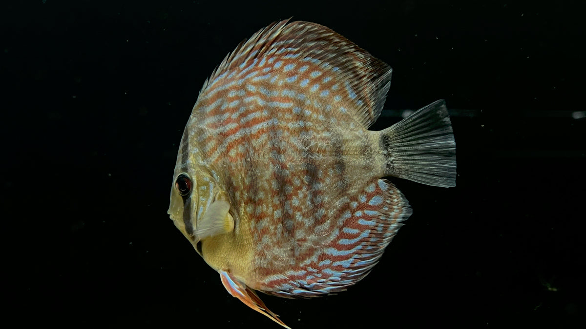 German Red Discus (Symphysodon sp.) – The Waterfront SLC