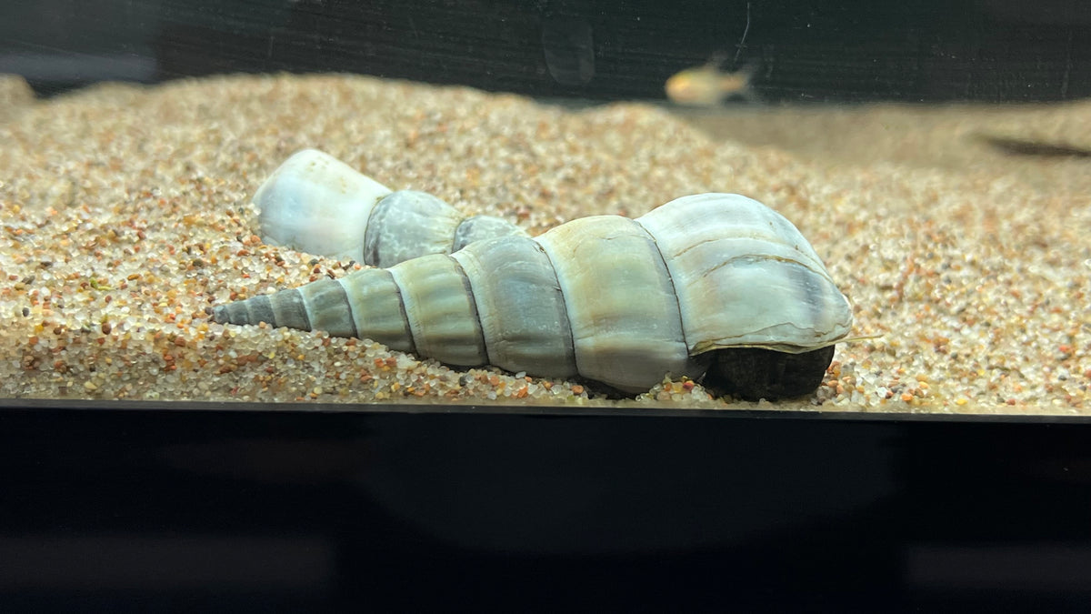 Giant Tower Cap Snail (Brotia Herculea) – The Waterfront SLC