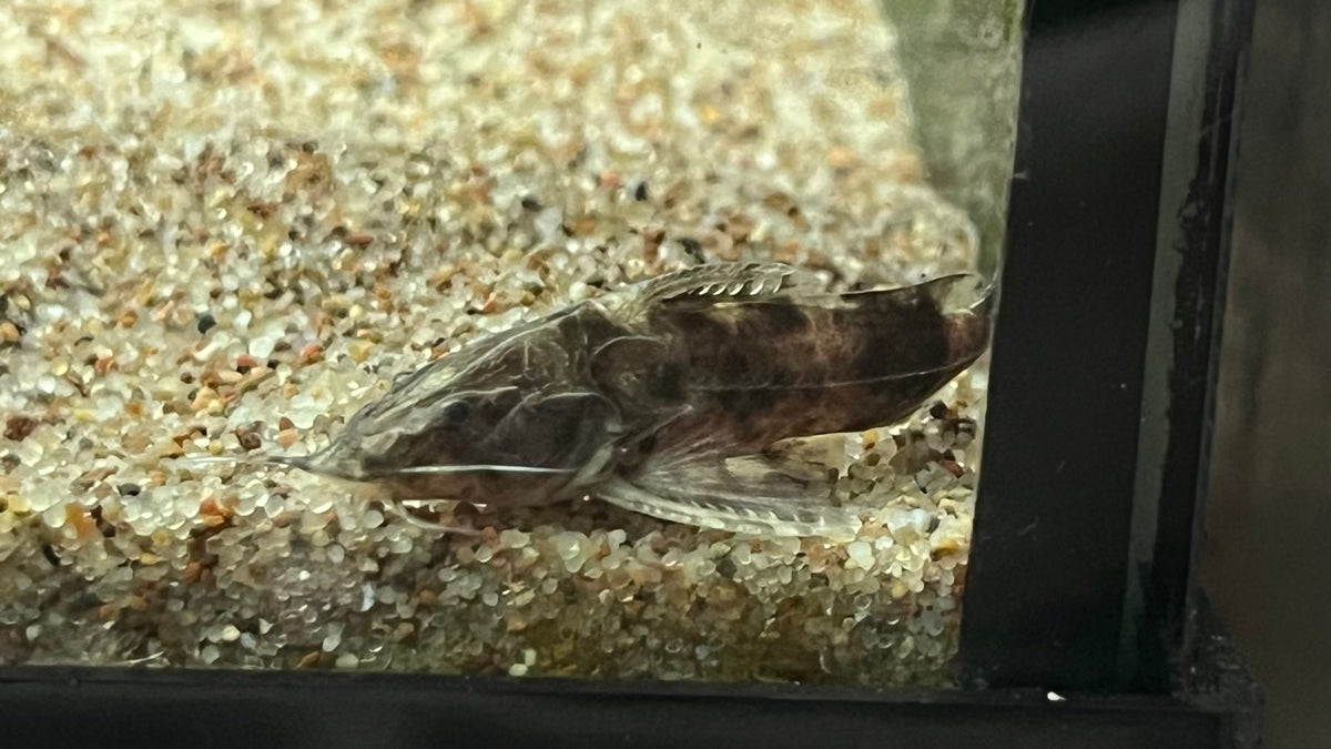 Marbled Thorny Catfish (rhinodoras dorbignyi) – The Waterfront SLC
