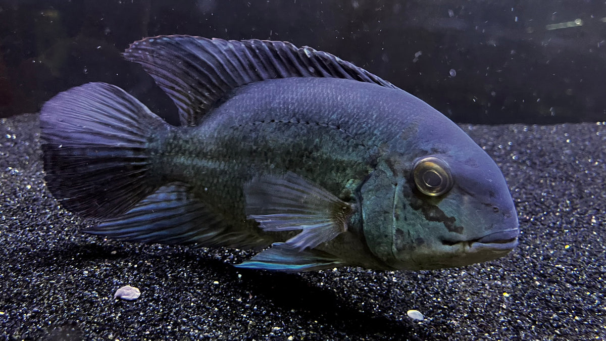 True Parrot Cichlid (Hoplarchus psittacus) - WYSIWYG – The Waterfront SLC