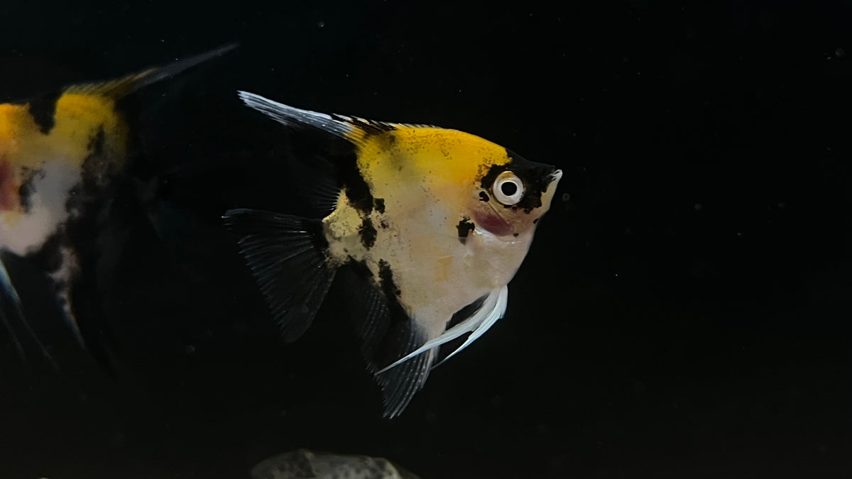 Israeli Koi Angelfish (Pterophyllum scalare sp.) – The Waterfront SLC
