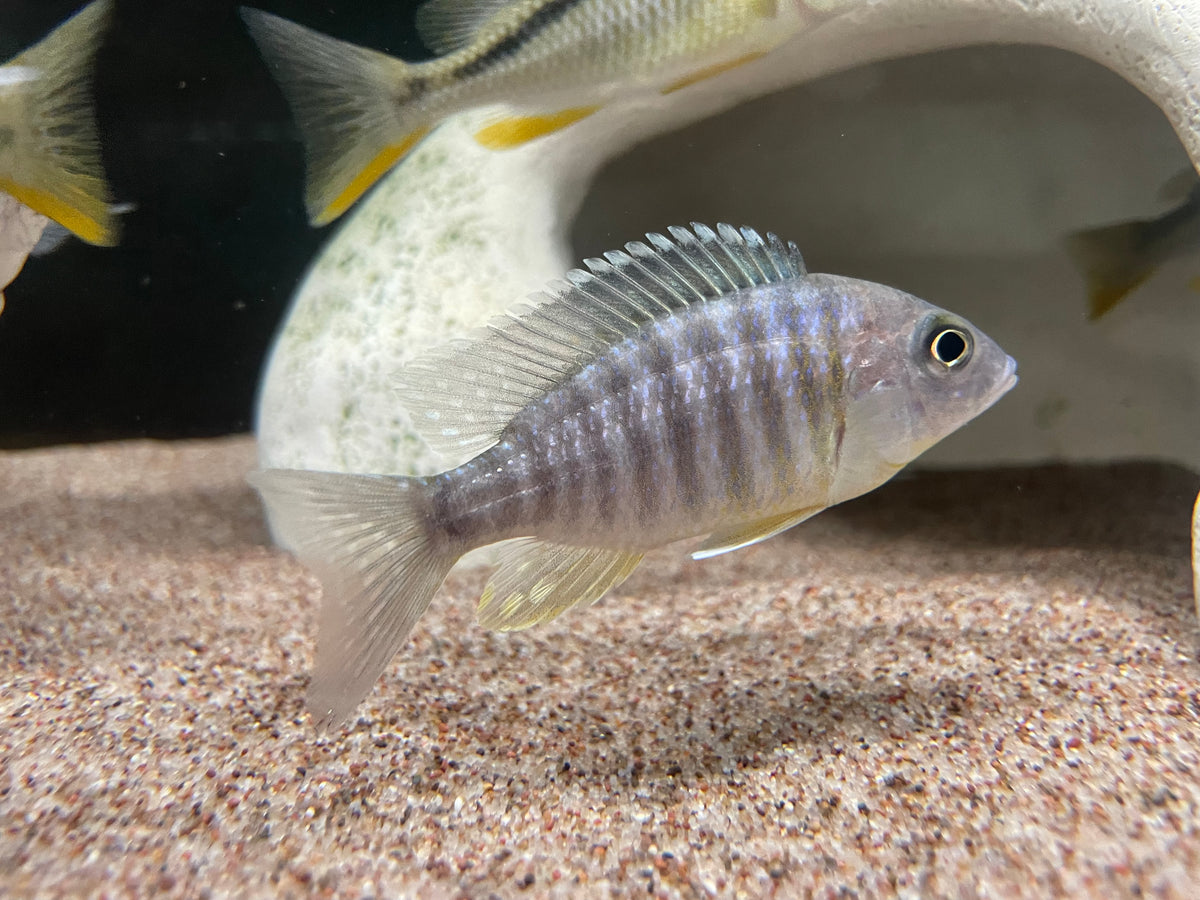 Midnight Peacock (Aulonocara Hueseri) – The Waterfront SLC