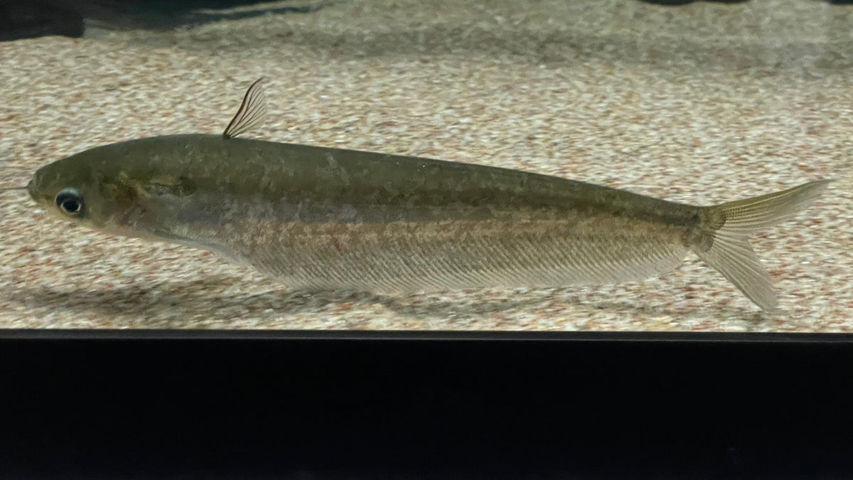 Ompok Catfish (Ompok sp.) – The Waterfront SLC