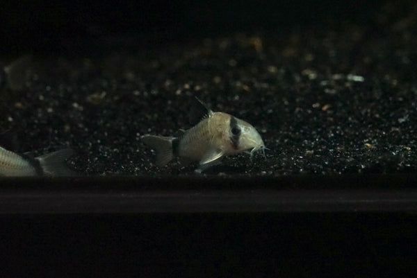 Bandit Cory (Corydoras metae) – The Waterfront SLC