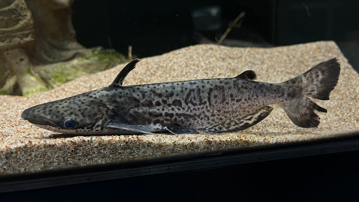 Dolphin Catfish (Ageneiosus marmoratus) – The Waterfront SLC