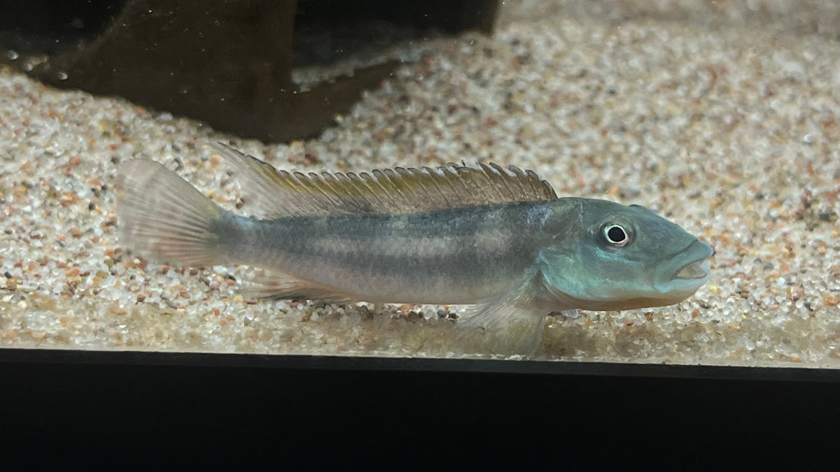 Slender Buffalo Head Cichlid (Steatocranus tinanti) – The Waterfront SLC