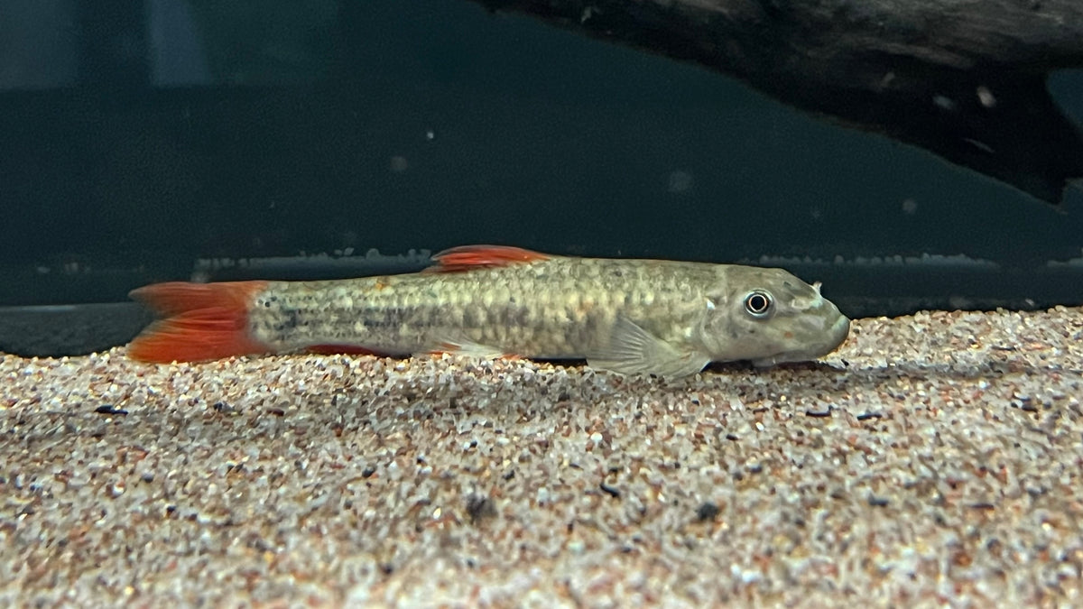 Garra sp. Yunnan “Red Fin” - RARE – The Waterfront SLC