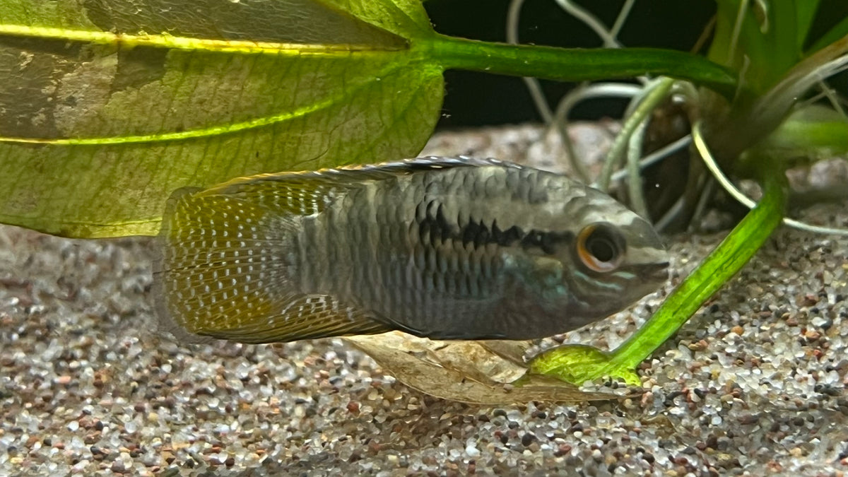 Dwarf Flag Acara (Laetacara curviceps) – The Waterfront SLC