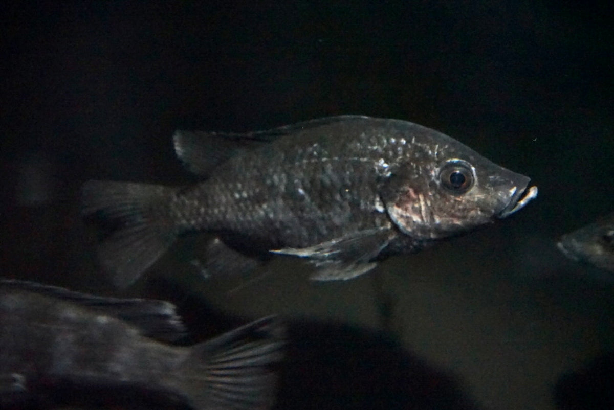 RARE Pindu Cichlid (Stomatepia pindu) – The Waterfront SLC