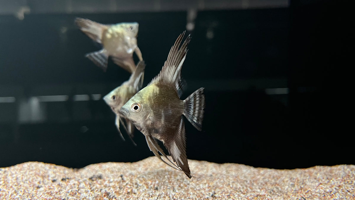 Green Smoke Angelfish (Pterophyllum scalare) – The Waterfront SLC