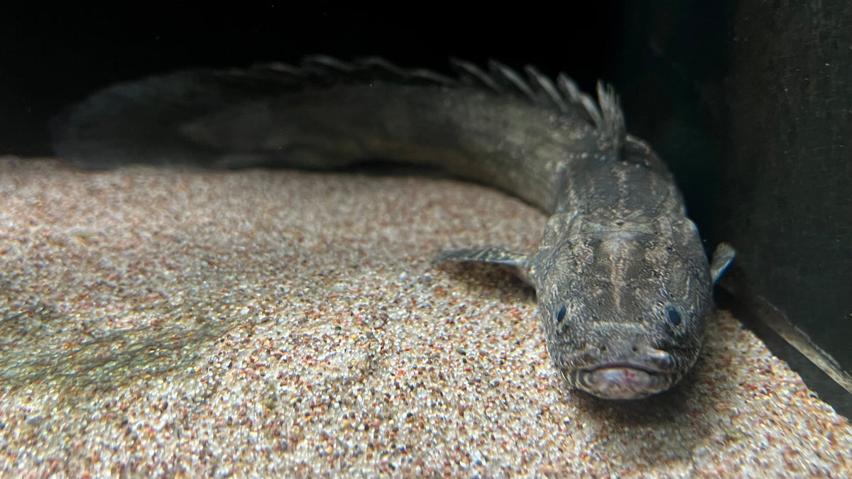 Lapradei Bichir “Sankarani Guinea” (Polypterus lapradei) – The ...