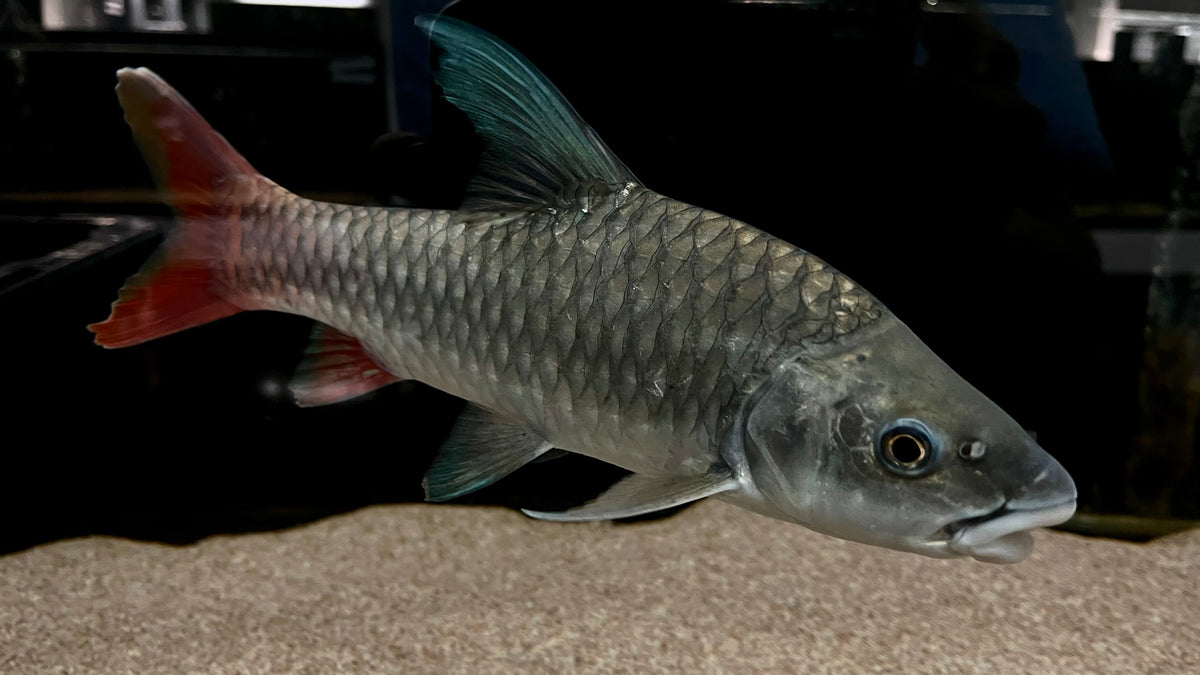African Rainbow Mahseer (Labeobarbus malagarisi) - RARE – The ...