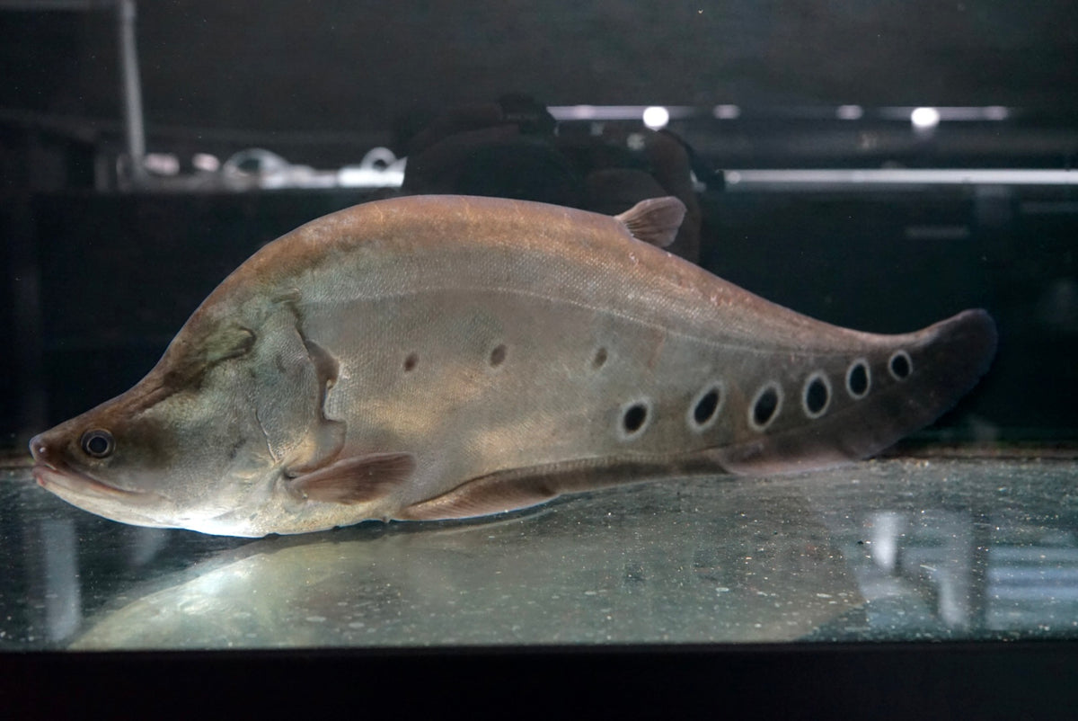 Clown Knifefish (Chitala Ornata) - Jumbo (Cargo Only) – The Waterfront SLC