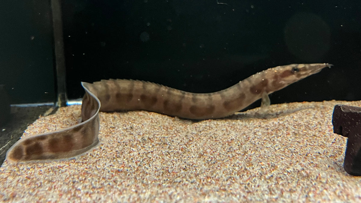 Tanganyikan Spiny Eel (Mastacembelus Ellipsifer) – The Waterfront SLC