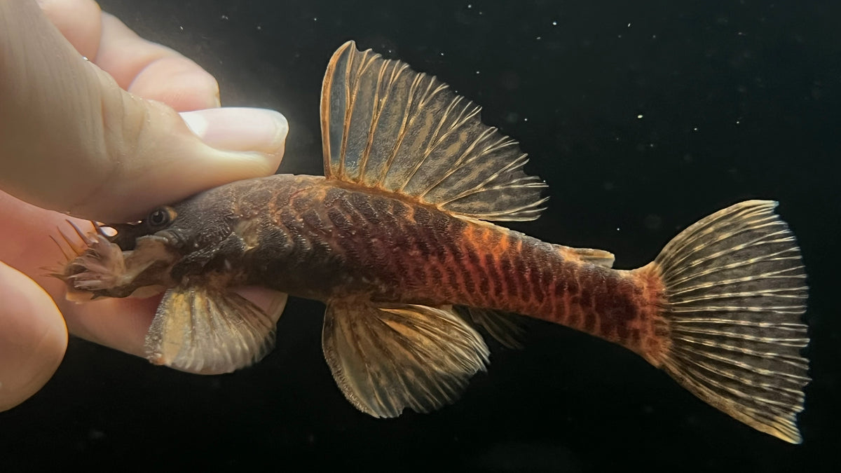 Calico Bristlenose Pleco (Ancistrus sp.) - Large – The Waterfront SLC