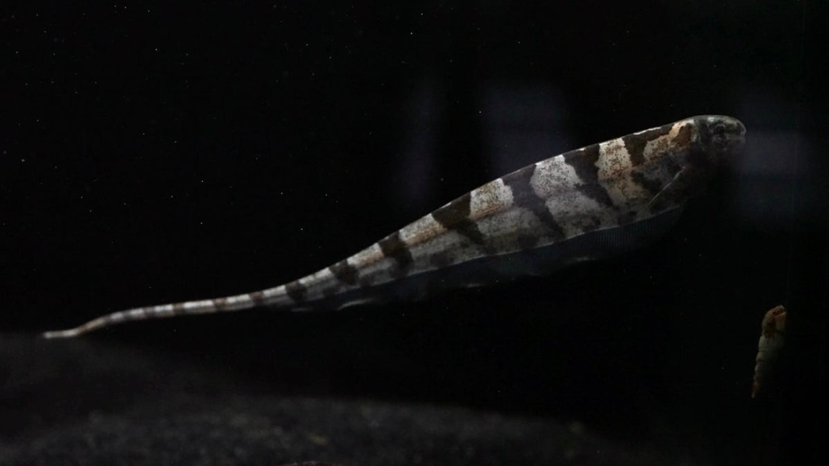 Centipede Knifefish (Steatogenys duidae) – The Waterfront SLC