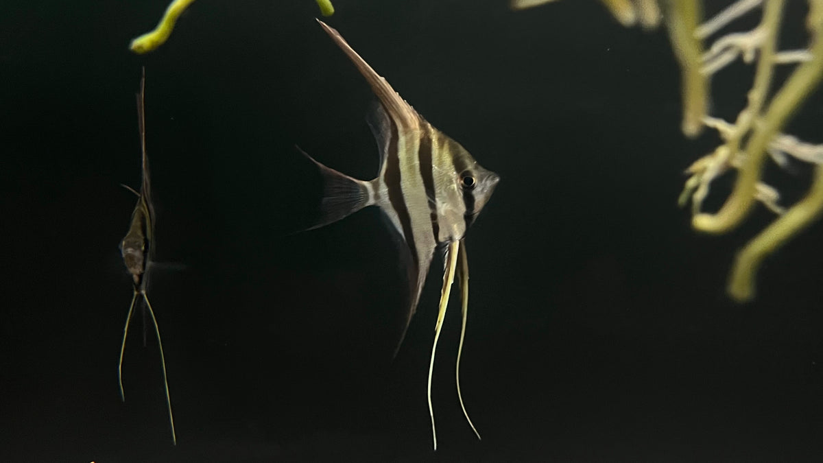 Atabapo Altum Angelfish (Pterophyllum altum) – The Waterfront SLC