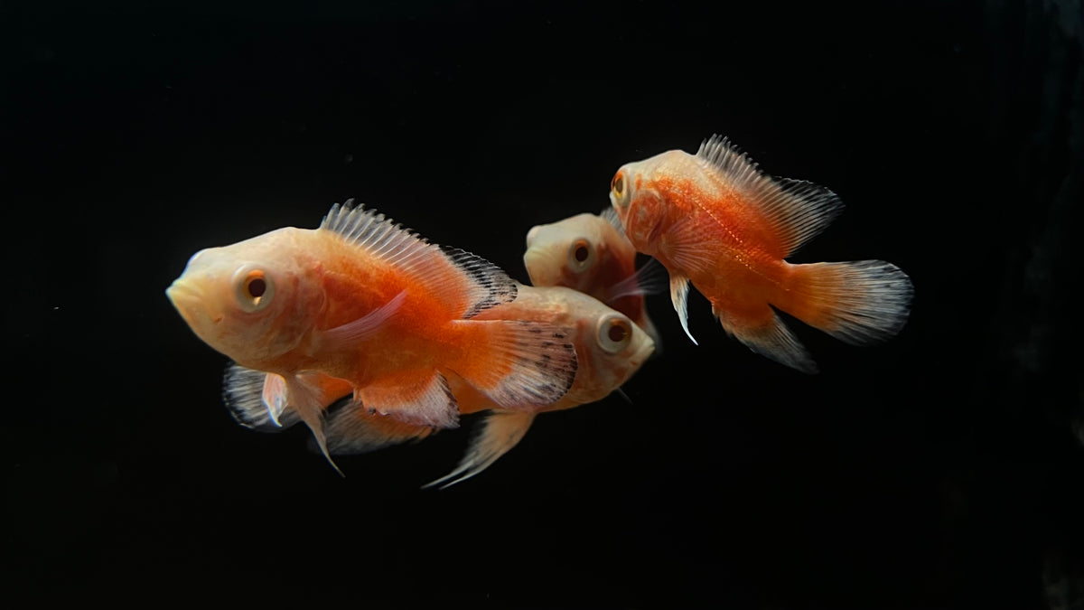 Fire Red Oscar (Astronotus ocellatus) – The Waterfront SLC