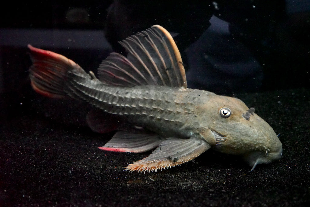 L-24 Red Fin Cactus Pleco (Pseudacanthicus pitanga) – The Waterfront SLC