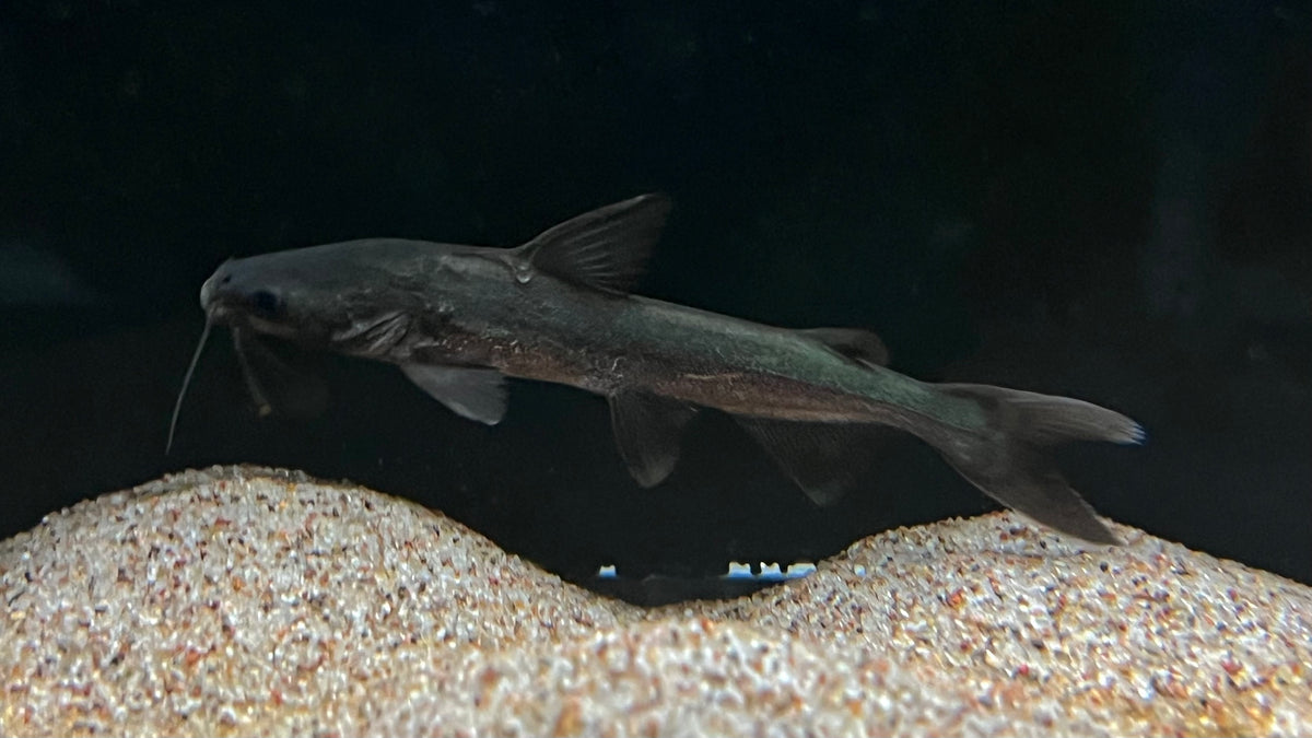 Gold Trunkhead Catfish (Cryptarius truncatus) – The Waterfront SLC
