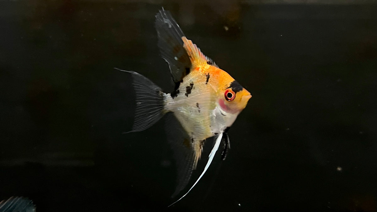 Sunset Angelfish (Pterophyllum scalare sp.) – The Waterfront SLC