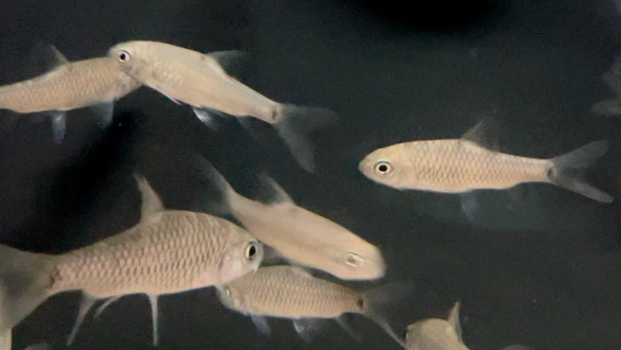 Phoenix Barb (Spinibarbus denticulatus) – The Waterfront SLC