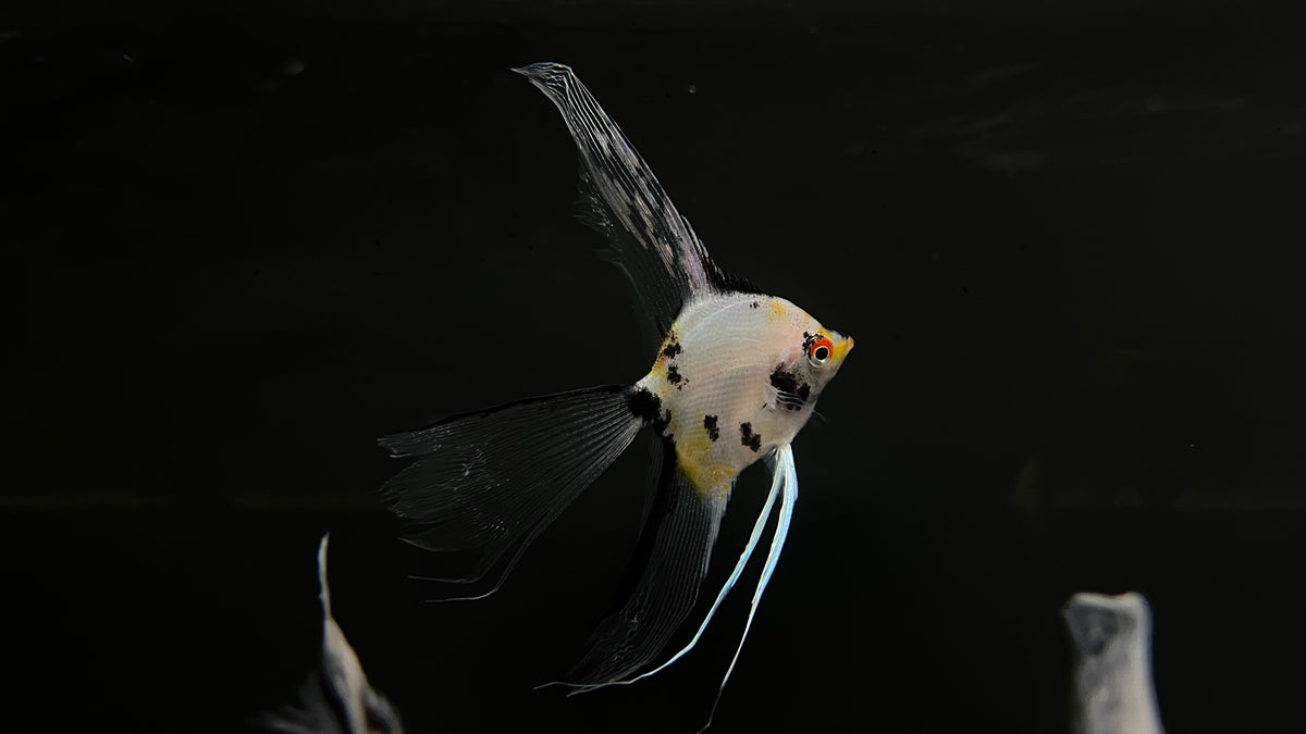 Veil Panda Angelfish (Pterophyllum scalare sp.) – The Waterfront SLC