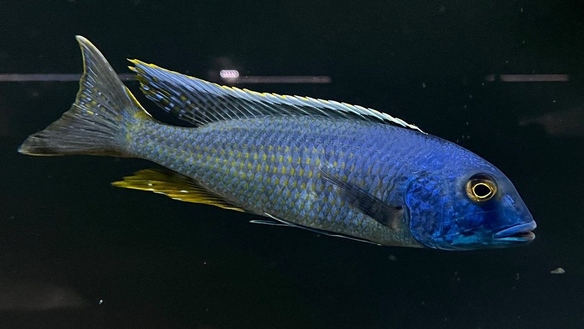 Buccochromis spectabilis – The Waterfront SLC