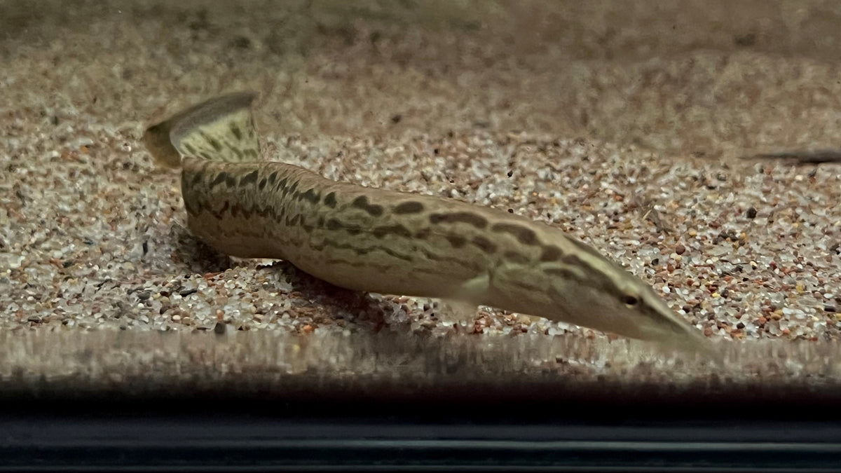 Burmese Black Spotted Eel (Mastacembelus dayi) – The Waterfront SLC