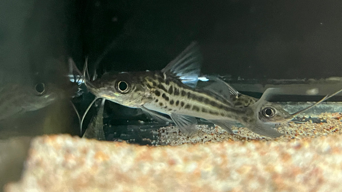 Four Line Pictus Catfish (Pimelodus blochii) – The Waterfront SLC