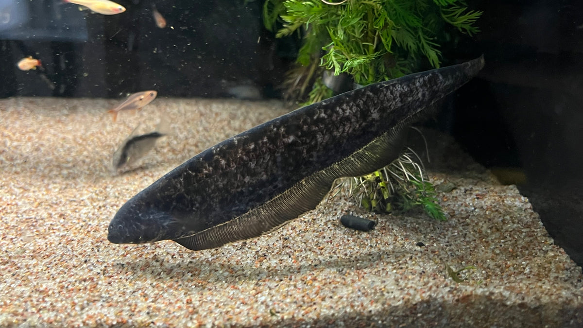 Clouded Ghost Knifefish (Adontosternarchus nebulosus) – The Waterfront SLC