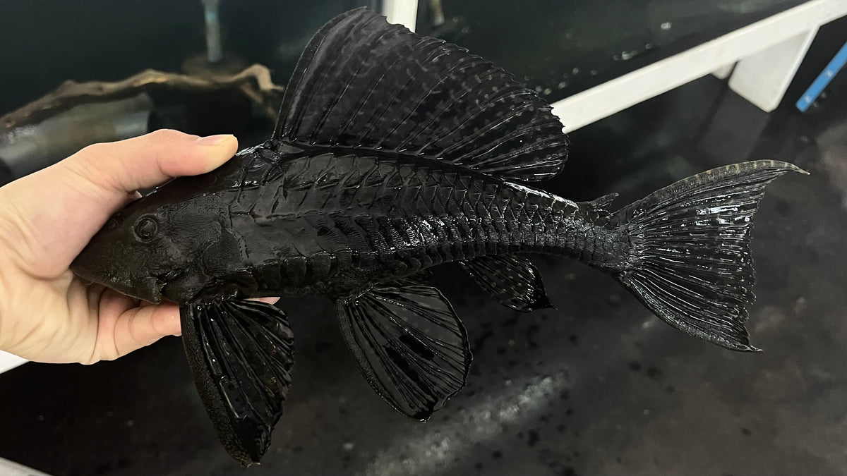 L-001 Gold Spot Pleco (Pterygoplichthys joselimaianus) - WYSIWYG – The ...