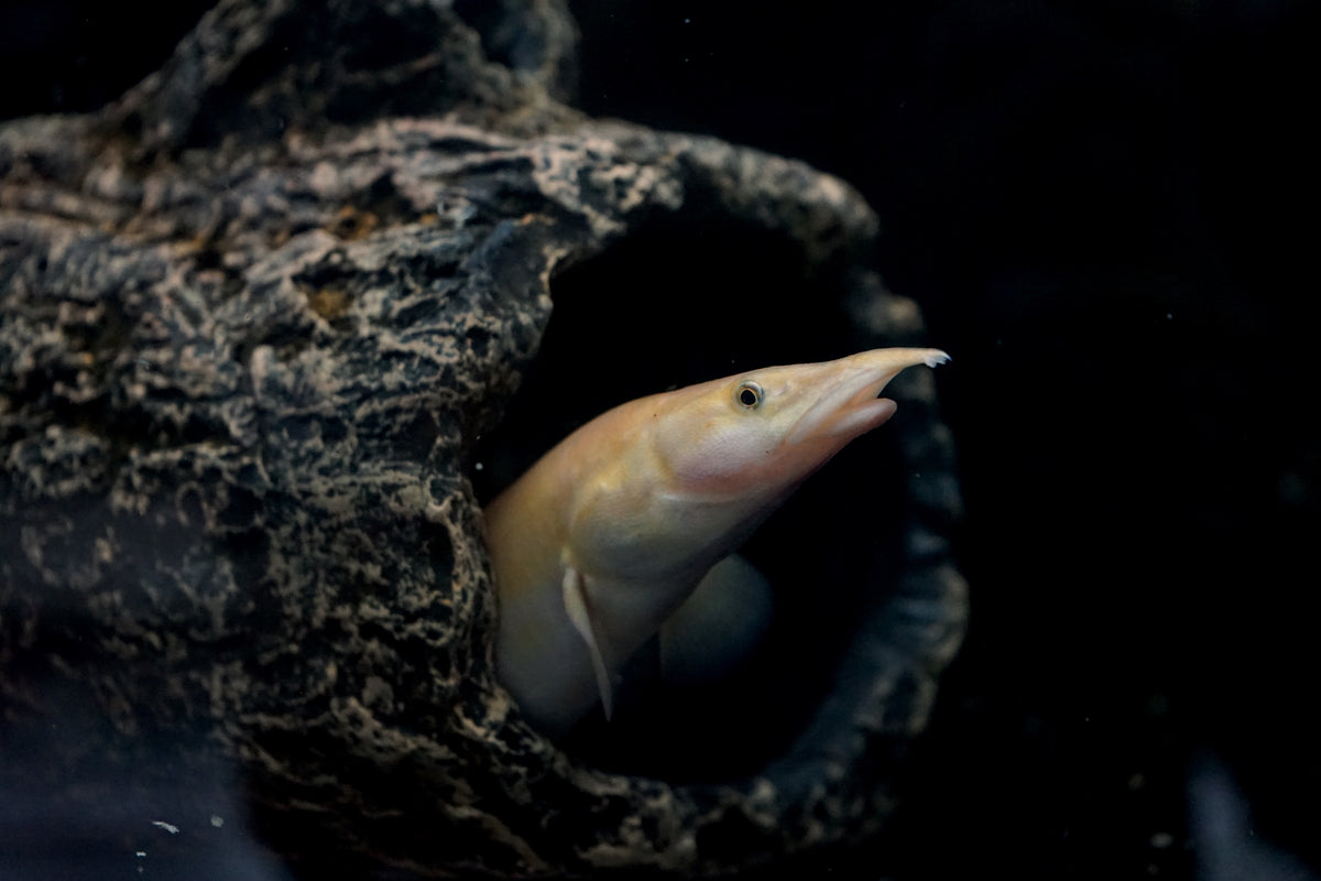 Xanthic Eel (Mastacembelus cf. xanthic) – The Waterfront SLC