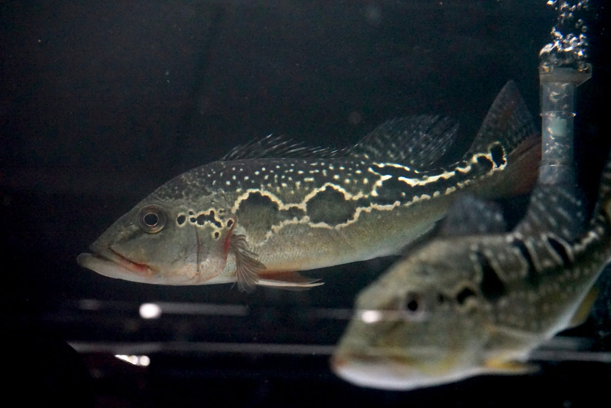 Fogo Peacock Bass (Cichla melaniae "Fogo") - CARGO ONLY – The ...