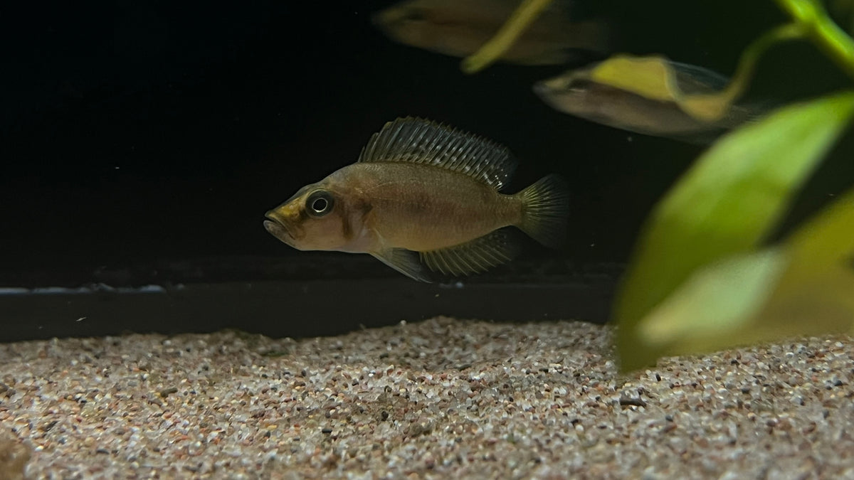 Red Fin Comp (Altolamprologus compressiceps) – The Waterfront SLC