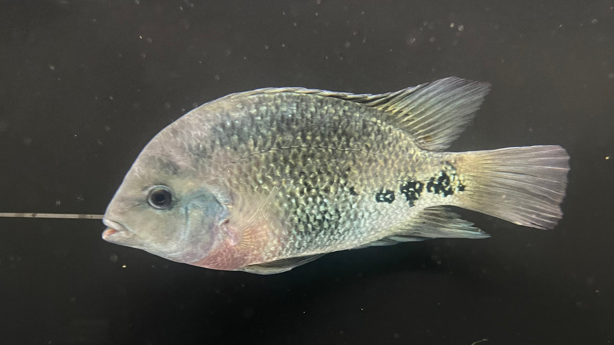 Red Head Vieja (Vieja synspilum) – The Waterfront SLC