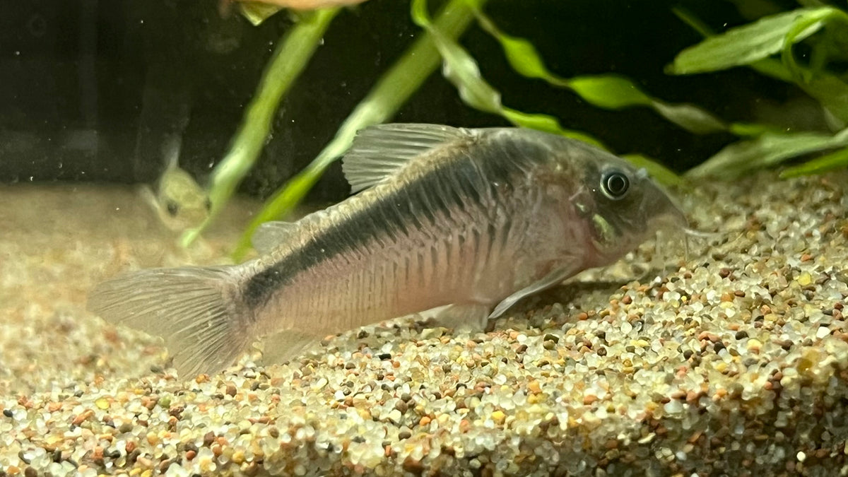 Rust Cory (Corydoras rabauti) – The Waterfront SLC