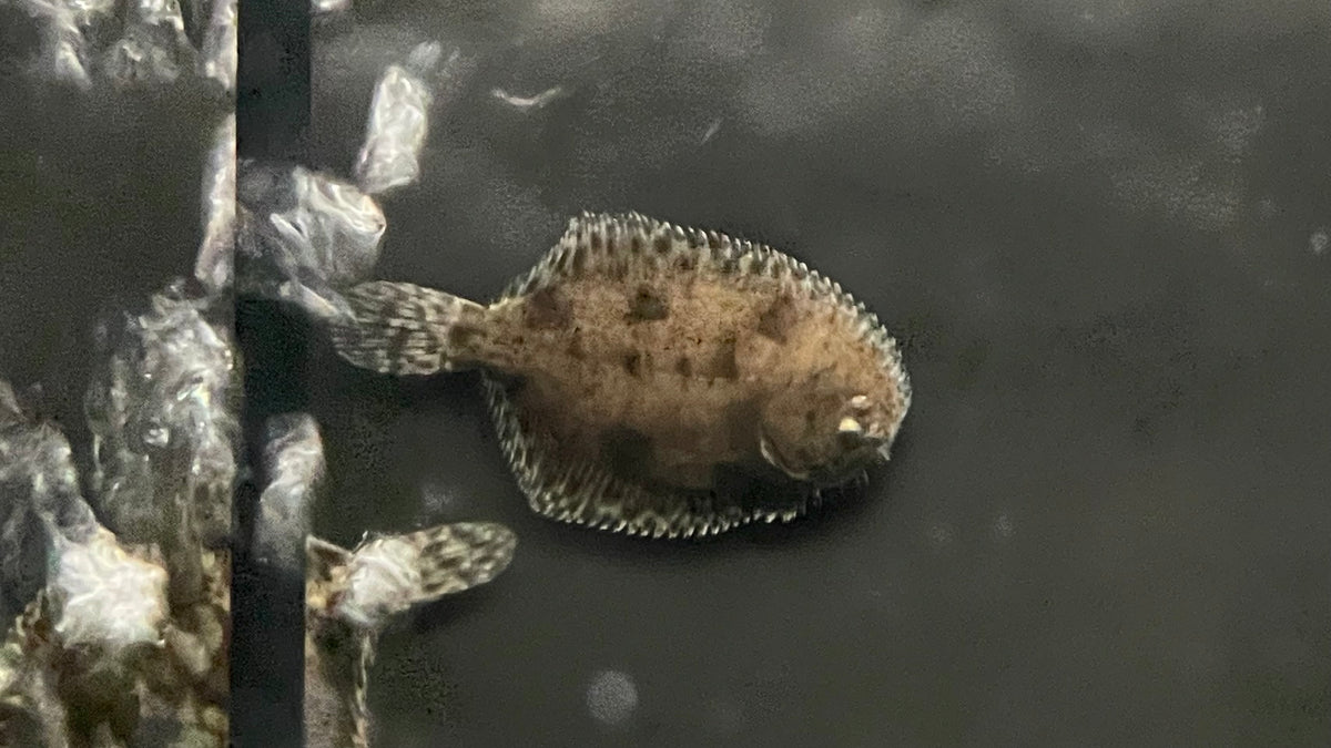 Freshwater Flounder (Achirus lineatus) – The Waterfront SLC