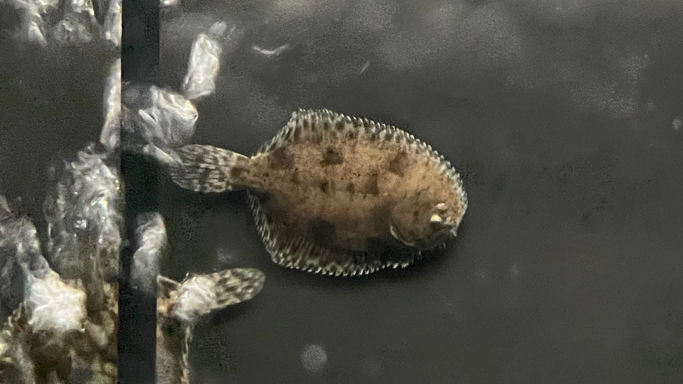 Freshwater Flounder (Achirus lineatus) – The Waterfront SLC
