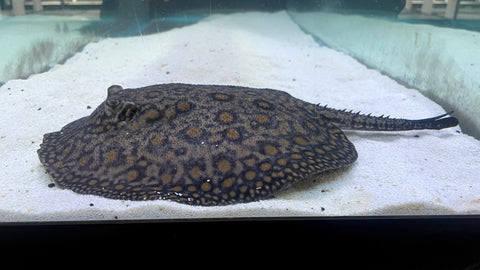 Mini Marble Stingray (Potamotrygon sp.) - FEMALE (WYSIWYG) – The ...